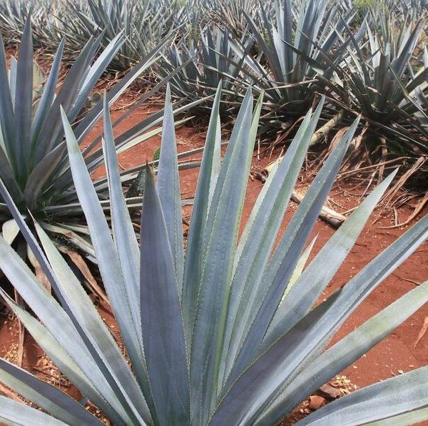 Hermano Maguey Publicado en Wokii: “Crean Iniciativa Sustentable a ...